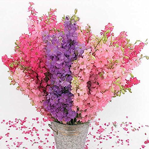 Amazon.com : Larkspur Giant Imperial Flower Mix Delphinium Consolida ...