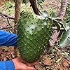 GreenEarth Original Soursop Cancer Treatment Fruit Plant, Korosol ...