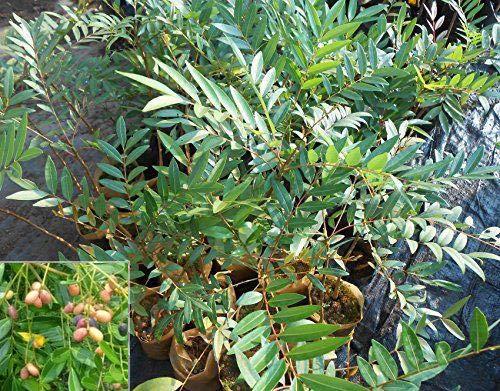 Creative Farmer Tree Plant Lakshmi Taru Plant Hartho Outdoor Garden ...