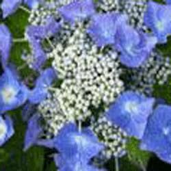 Hydrangea macrophylla 'Teller Blue' 2 Litre Pot Size : Amazon.co.uk: Garden