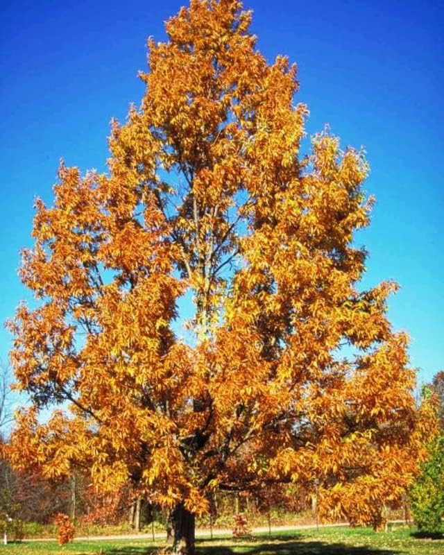 Amazon.com : Sawtooth Oak Tree Live Plant for Planting, Spring Fall ...