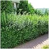 5 Wild Privet Hedging Ligustrum Plants Hedge 40-60cm,Quick Growing ...