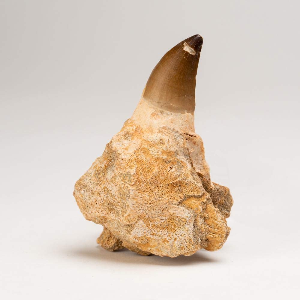 Moroccan Mosasaur