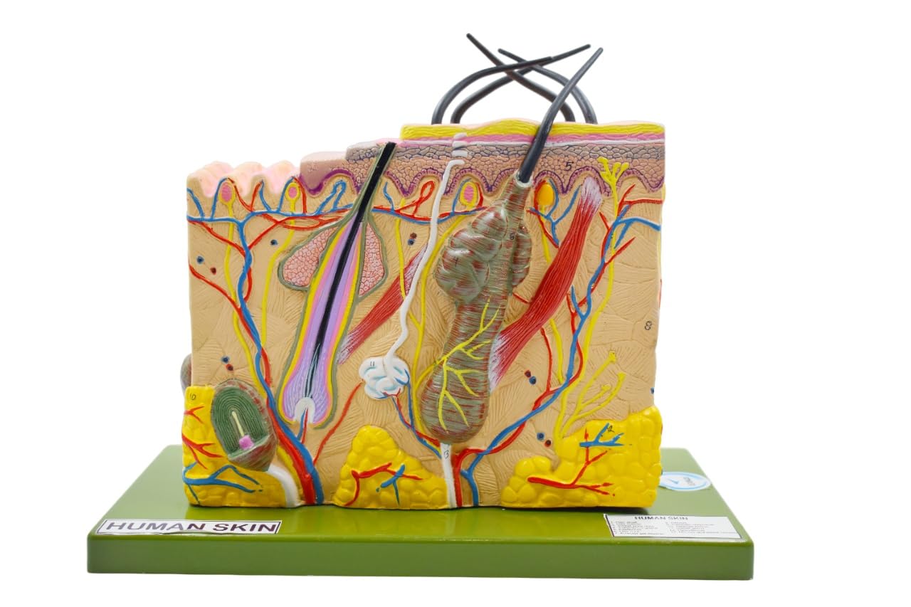 Lexbax Human Skin Model - Realistic Dermatology Training Tool for ...