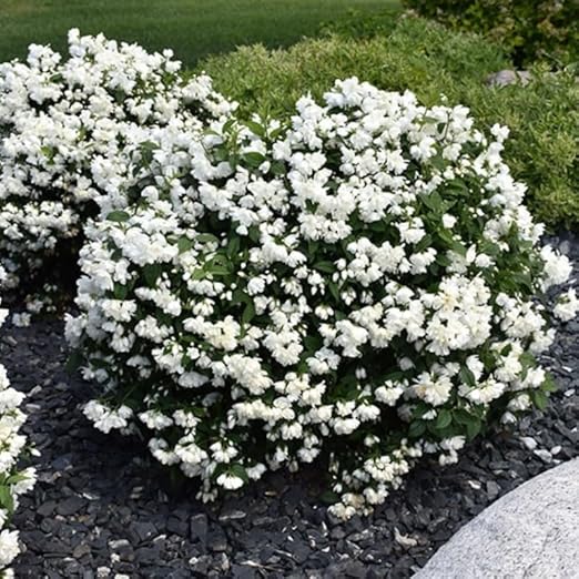 Amazon.com : Fragrant Mock Orange Plants Tree Live Shrub House Plant ...