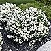 Amazon.com : Fragrant Mock Orange Plants Tree Live Shrub House Plant ...