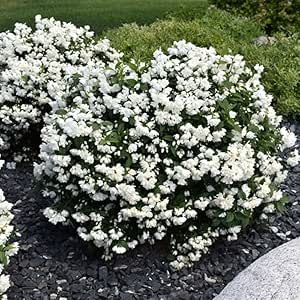 Amazon.com : Fragrant Mock Orange Plants Tree Live Shrub House Plant ...