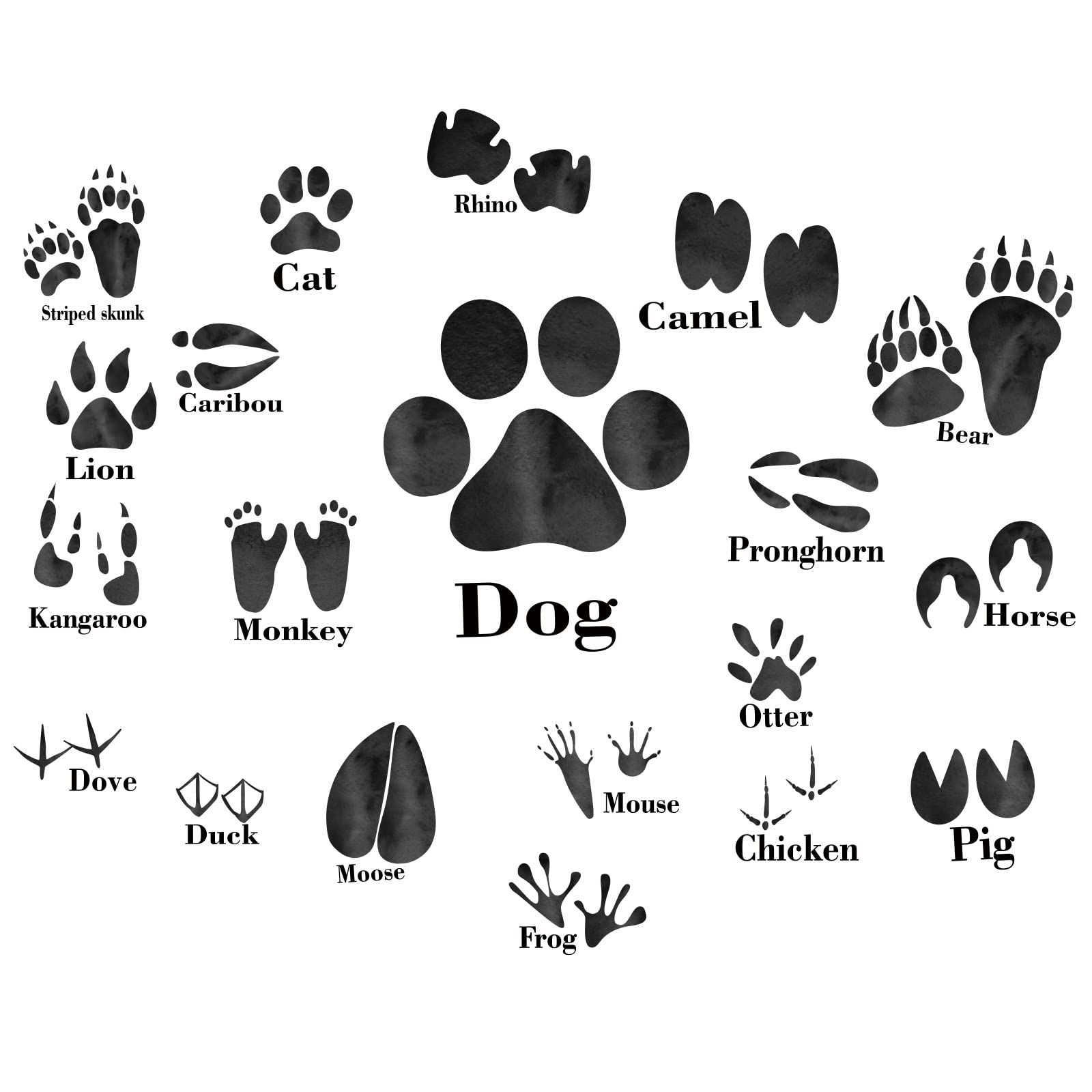 Animal Footprints With Names
