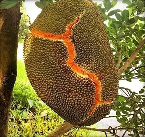 InGreen Hybrid Variety Jackfruit Plant. : Amazon.in: Garden & Outdoors