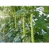 ITALIAN HEIRLOOM HERITAGE COURGETTE TROMBONCINO ALBENGA TRAILING EARLY ...