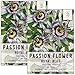 Amazon.com : Seed Needs, Blue Passion Flower Seeds - 100 Heirloom Seeds ...