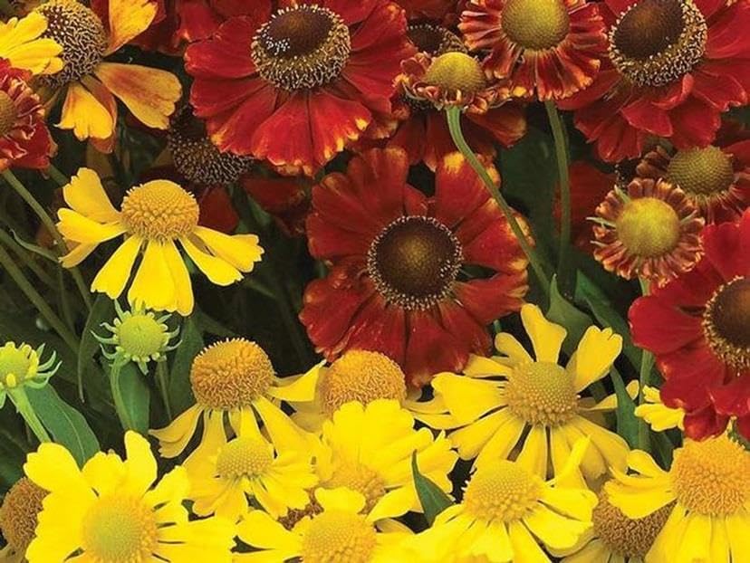 Helenium Red-Gold Hybrids Mix Perennial 9cm Pot Plants Pack x3 : Amazon ...