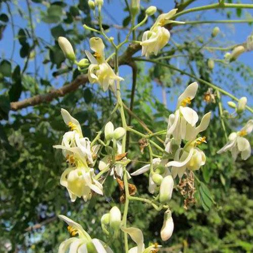 Plant World Seeds - Moringa Pterygosperma Seeds (Tropical and ...