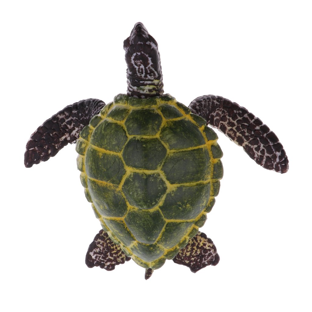Enakshi (LABEL) Realistic Science Plastic Animal Tortoise Model Figure ...
