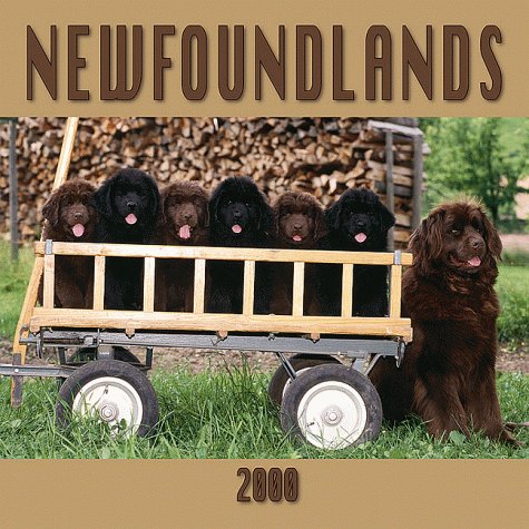 Newfoundlands 2000 Calendar: 9780763120535: Amazon.com: Books