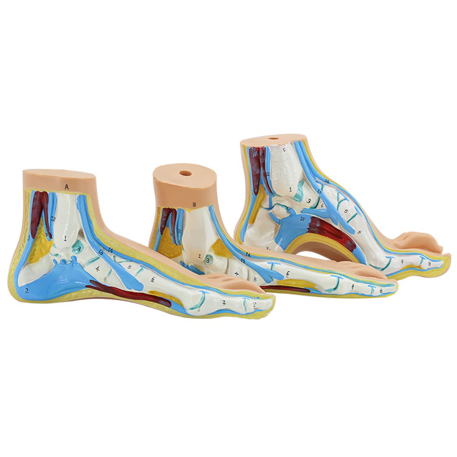 Buy UIGJIOG Foot Model 3Pcs Set, Anatomy of Human Flat Arched Normal ...