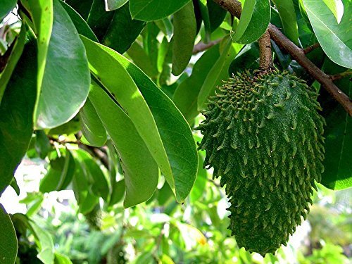 Dwarf Rare Live Plant- Soursop Miracle, Annona muricata, Mullatha Plant ...