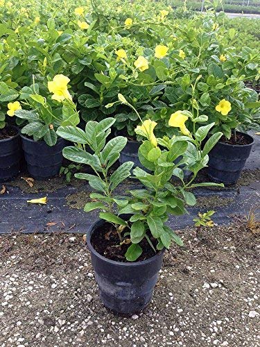 Cloud Farm Mandavilla Yellow Hybrid Live Plant CF55 : Amazon.in: Garden ...
