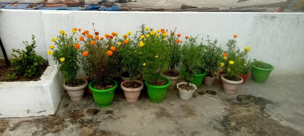 Kraft Seeds French Marigold Safari Mix Flower Seeds : Amazon.in: Garden ...