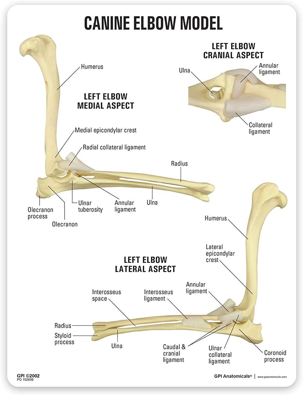 Assembly Assembly Model Canine Elbow Anatomical Model Animal Body ...