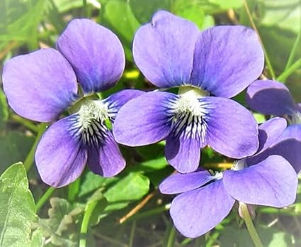 Amazon.com : Live (2) Beautiful Naturalizing Native Groundcovers, Blue ...