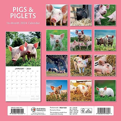 Snapklik.com : 2024 Pigs & Piglets Wall Calendar By Red Robin