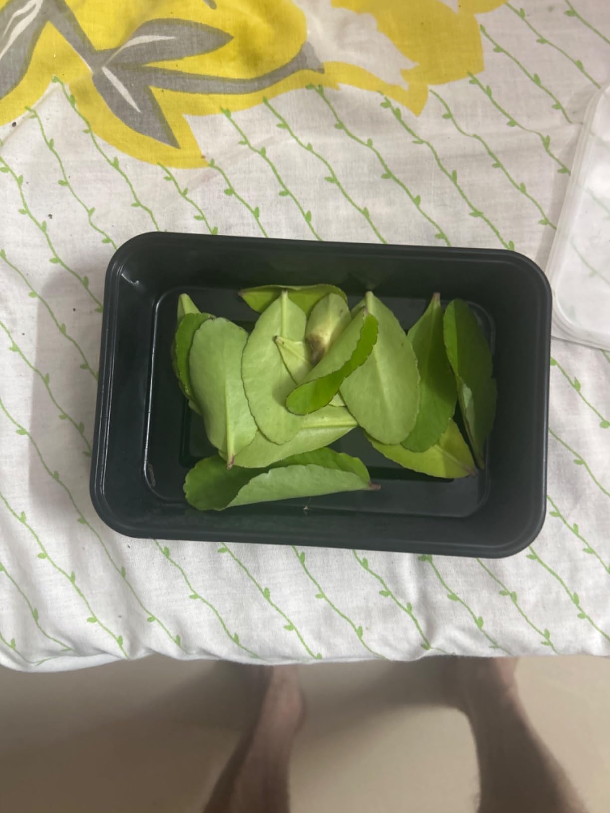 SelfLine | Patharchatta Leaves, Patharchatta juice krishna herbal ...