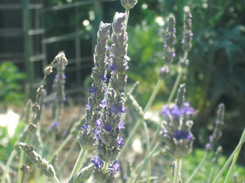 Amazon.com : Lavender Goodwin Creek Gray - 30 Seeds : Patio, Lawn & Garden