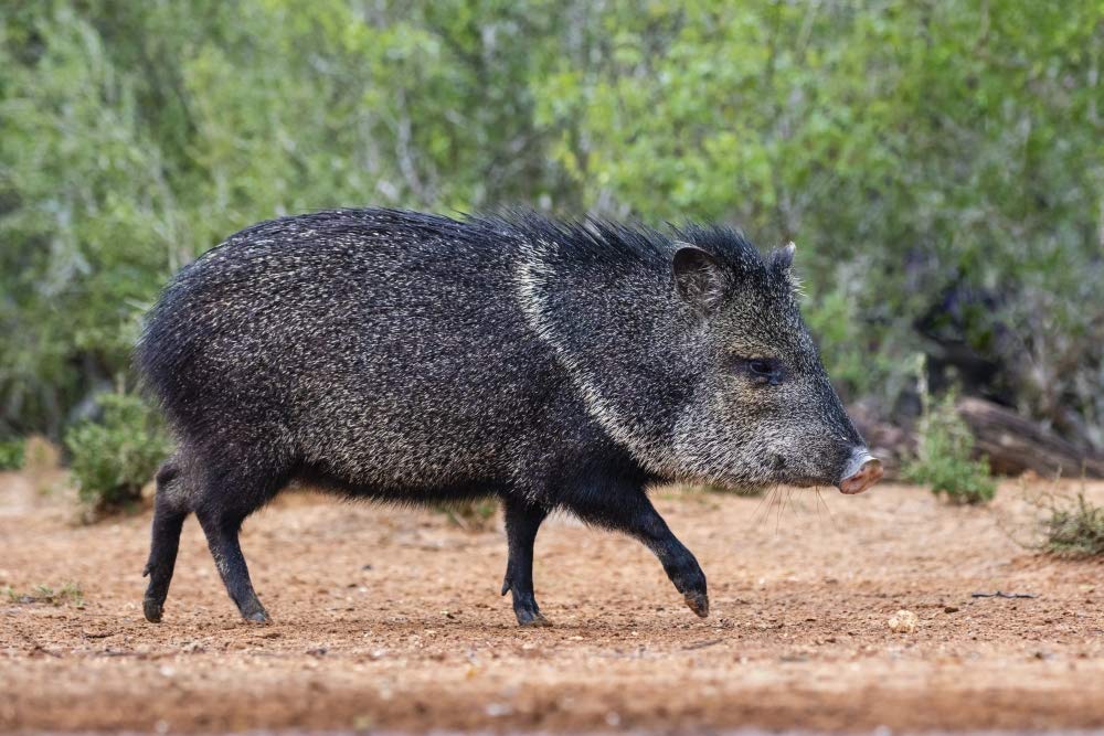 Chuditch's Wishlist sorted via Biogeographic Realms | Frontier Forums