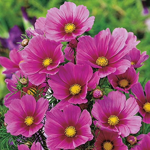 M-Tech Gardens Rare Hybrid Cosmos " Dark Rose " Exotic 30 Seeds for ...