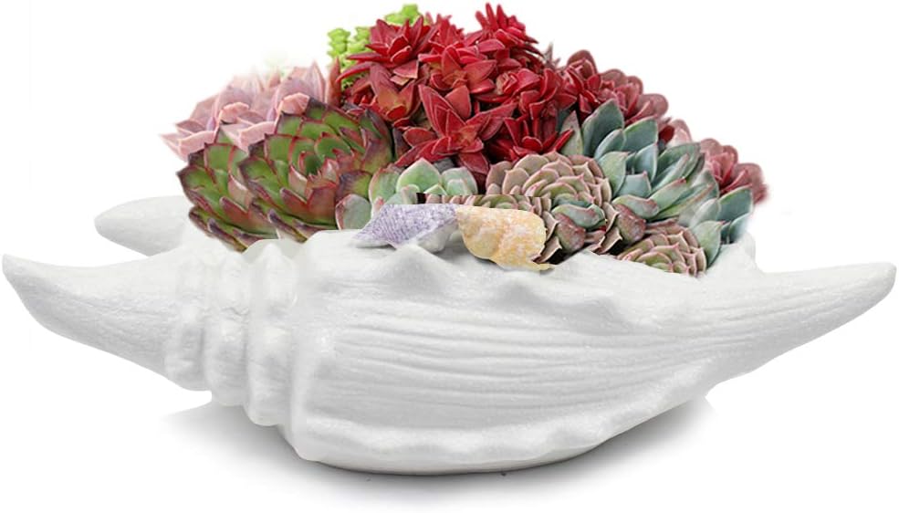 Amazon.com: Dahlia White Seashell Ceramic Succulent Planter/Plant Pot ...