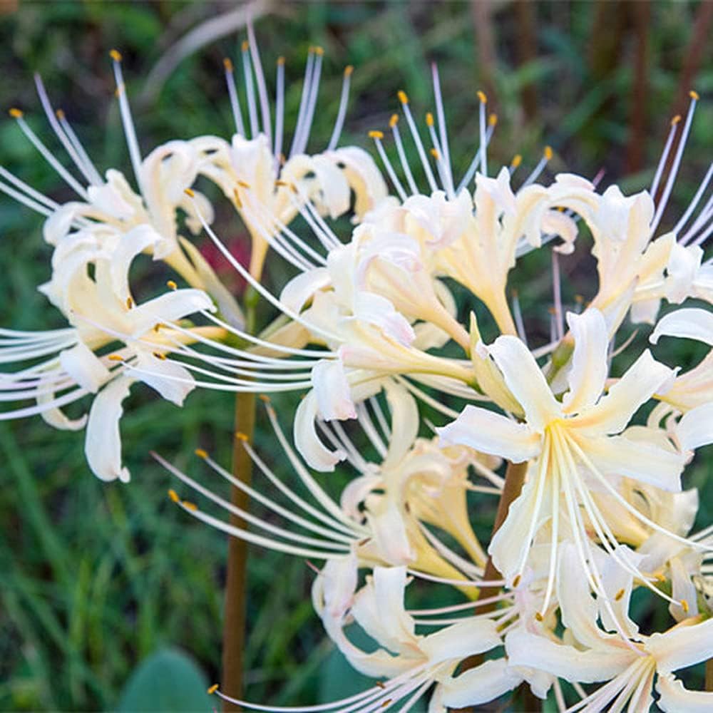 5Pcs Lycoris Bulbs Perennial Ornamental Flowers Planted on The Garden ...