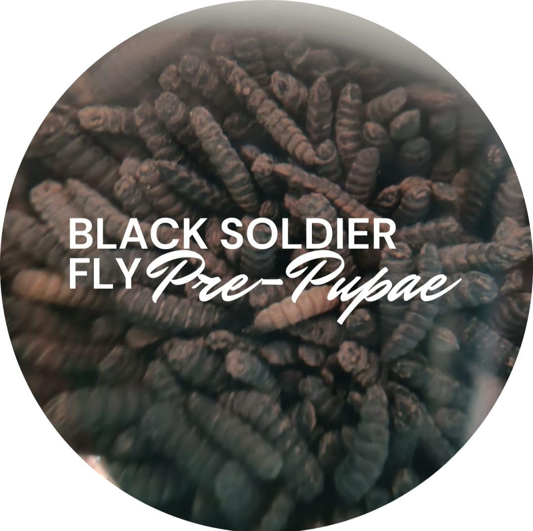 Buy Milli Entopro Live Black Soldier Fly Pre-Pupae/Pupa Online at ...