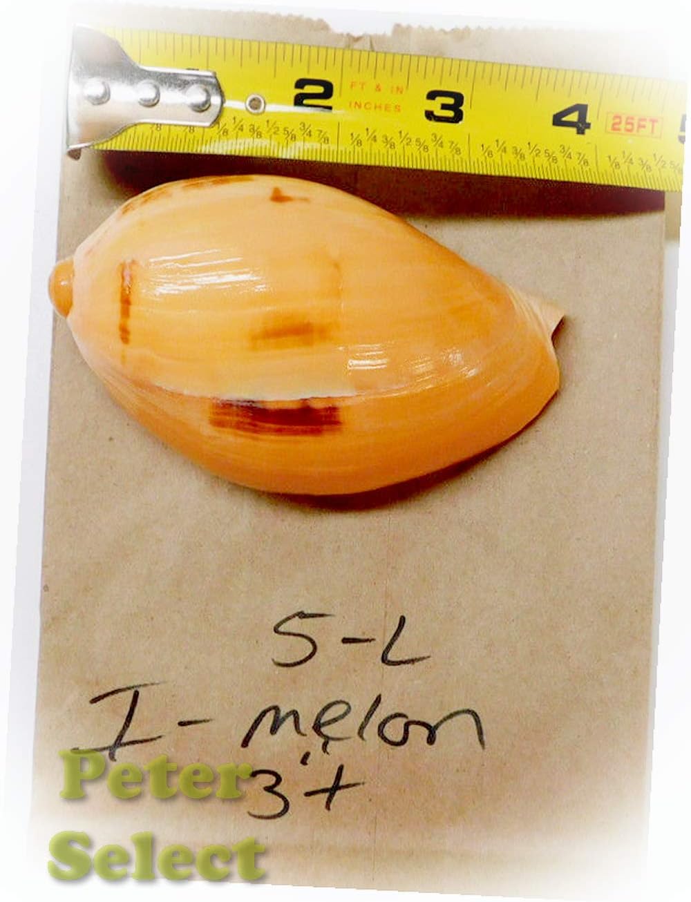 Amazon.com : 1 - MELO MELO Melon Display SEA Shell Hermit Crab Seashell ...