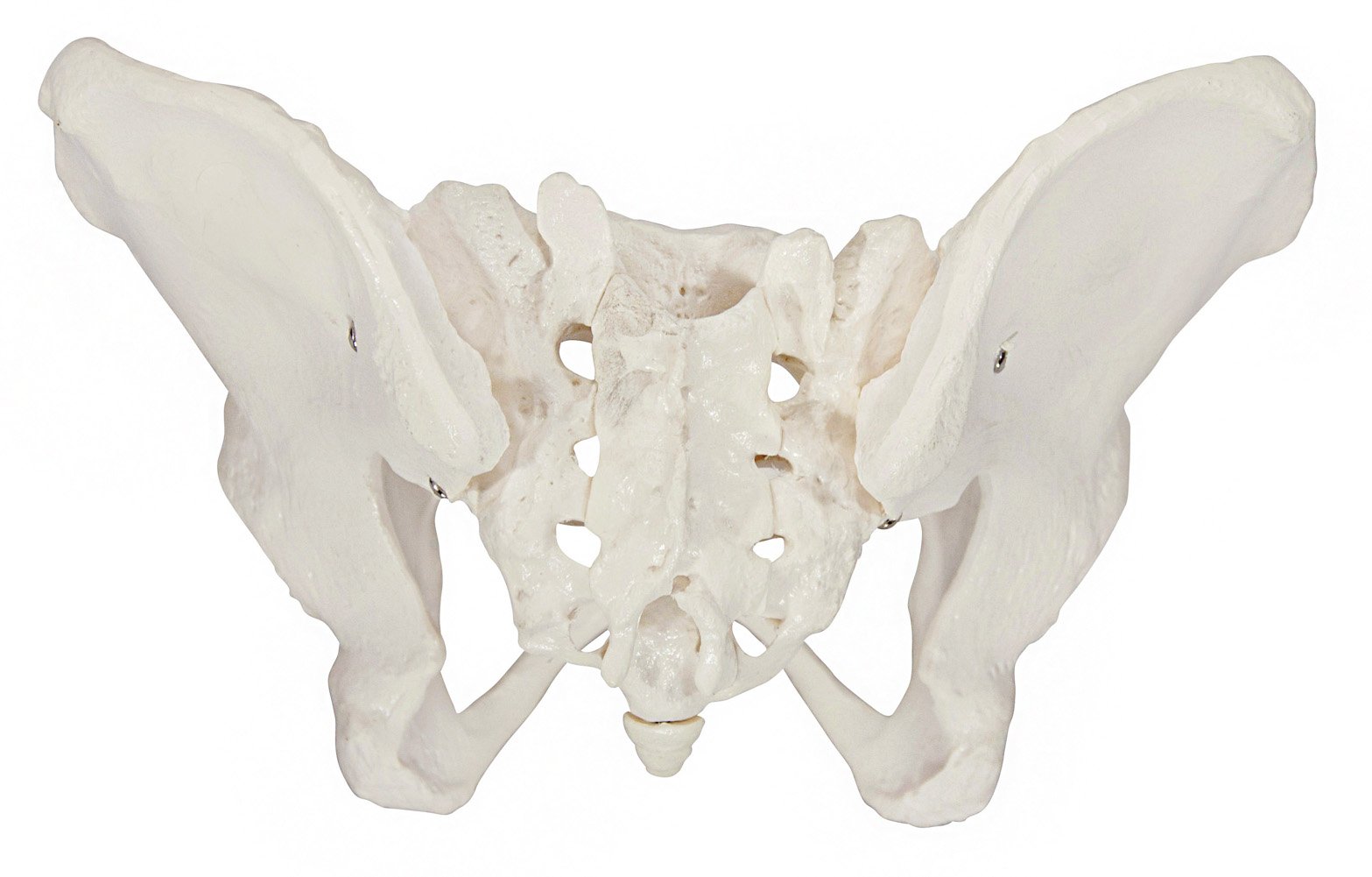 Axis Scientific Skeletal Model of The Female Pelvis | Cast from a Real ...
