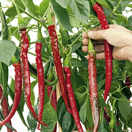 Red Long Chilli Seed G4 Long Chilli : Amazon.in: Grocery & Gourmet Foods