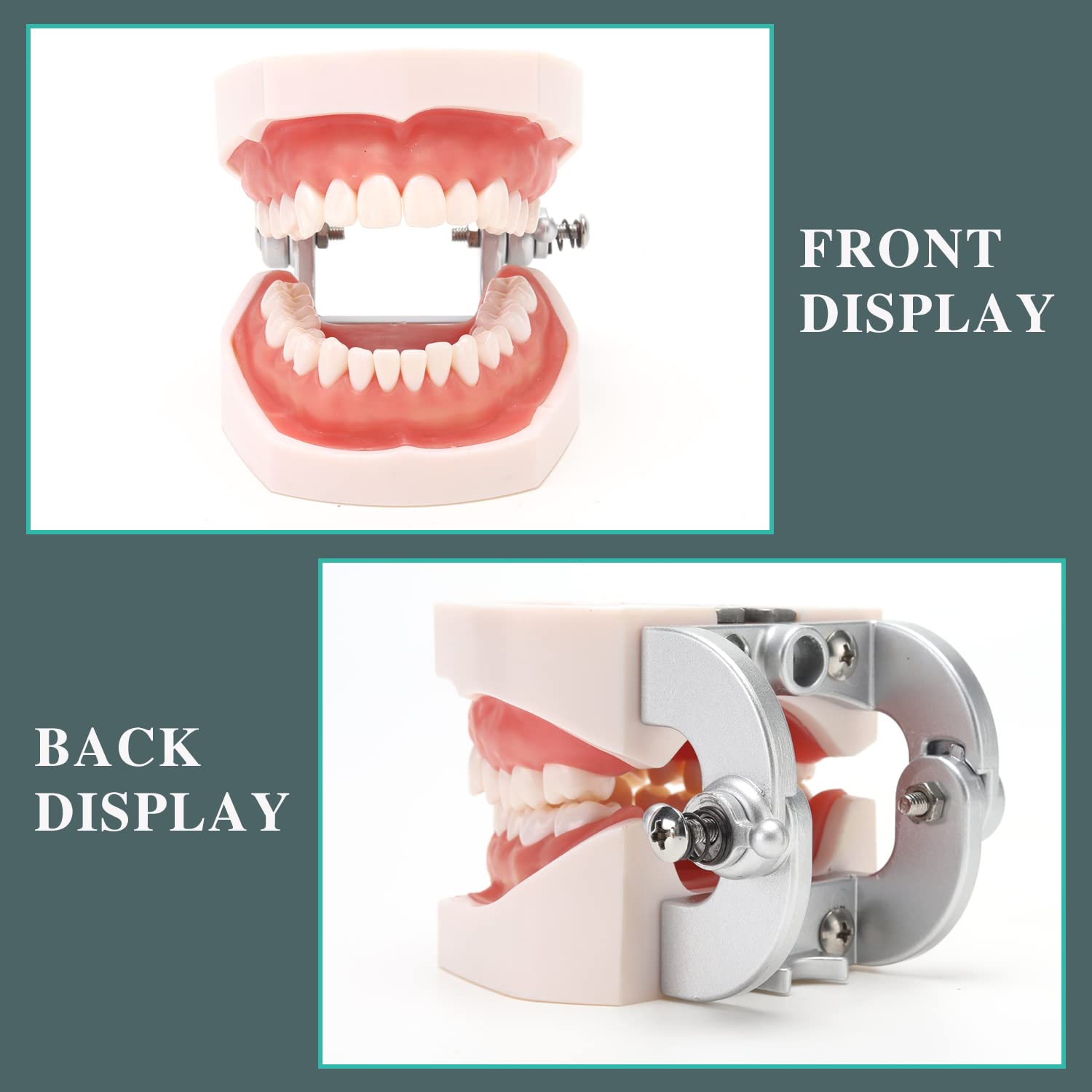 Snapklik.com : RONTEN Tooth Model, Adult Standard Dental Mouth Model