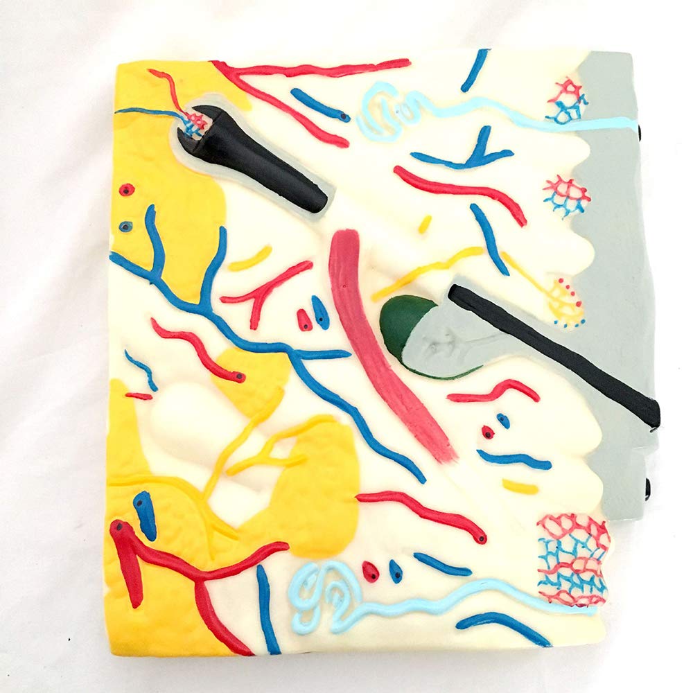 Buy Skin Anatomical Model, Anatomical Model Of Human Skin Tissue ...