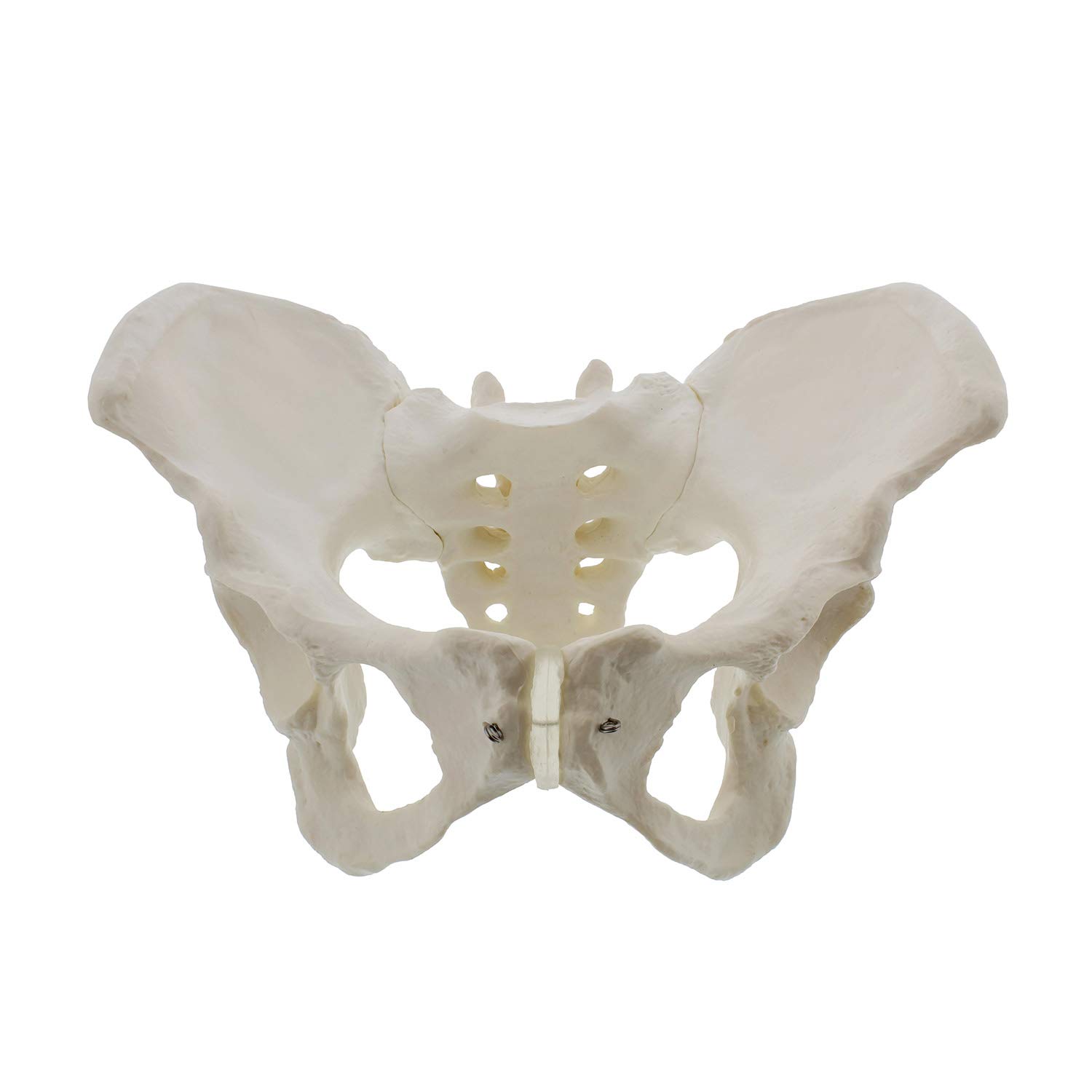 MonMed Life Size Female Pelvis Model Hip Model Female Anatomy Model monmed-life-size-female-pelvis-model-hip-model-female-anatomy-model