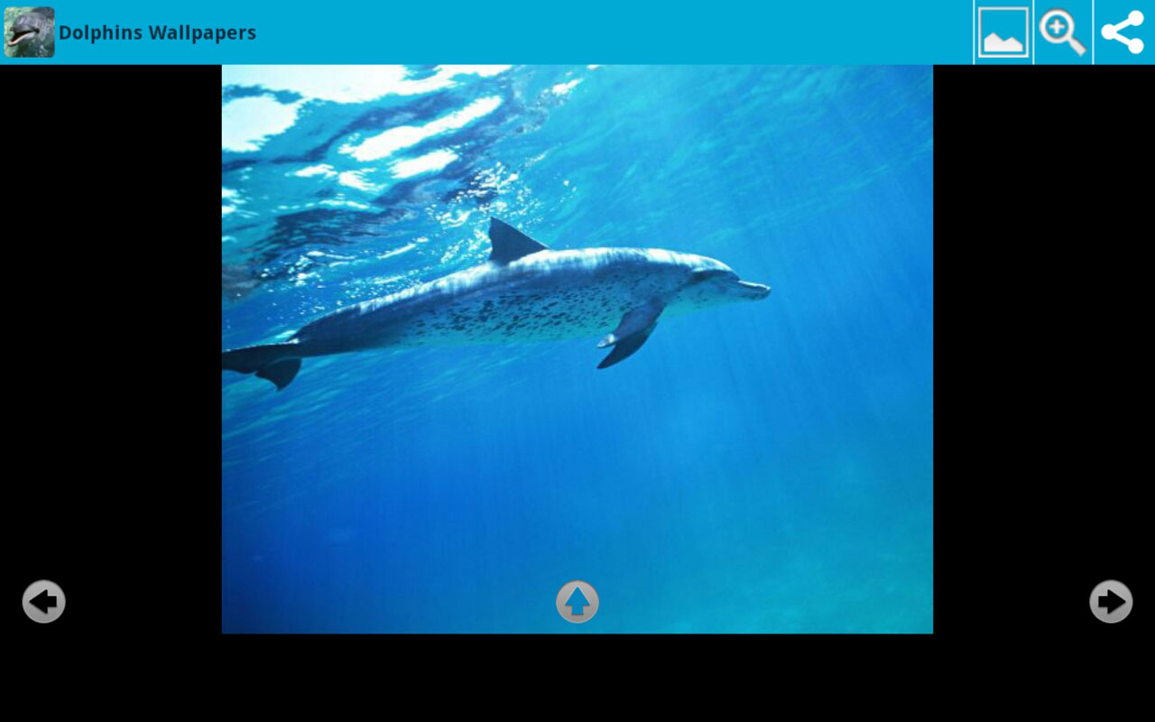 Dolphins Wallpapers - App on Amazon Appstore