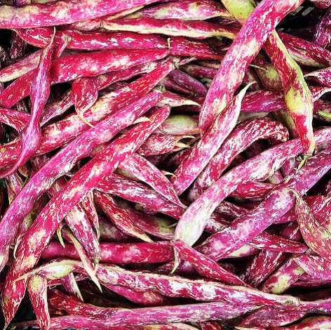JIGNISHA SEEDS Cargamanto, Shell, Lingot, Red Italian Kidney Beans ...