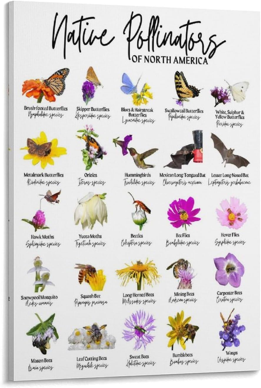 Amazon.com: DeikeA North America Native Pollinators Poster, Art of ...