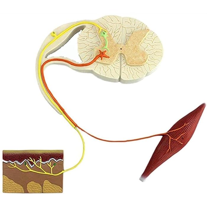 Buy The model of nerve conduction in the reflex arch of the Human Body ...