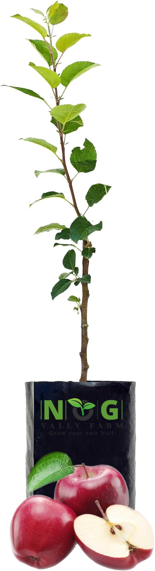 NOG VALLY FARM - Live Fruit Plant for Hot Climate Supporting All India ...