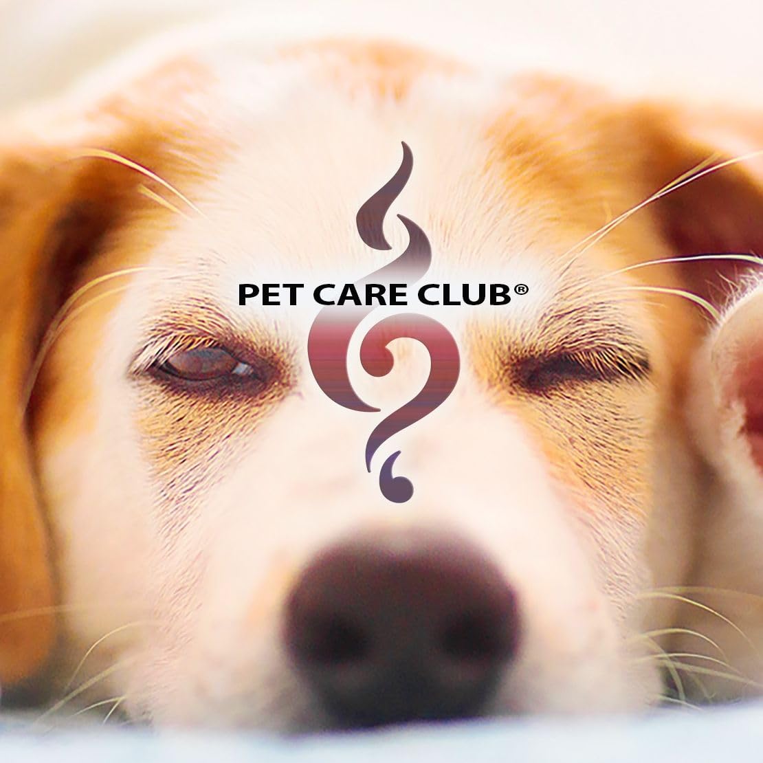 Animal Companion song by Pet Care Club from Calm My Cat – Soothing ...