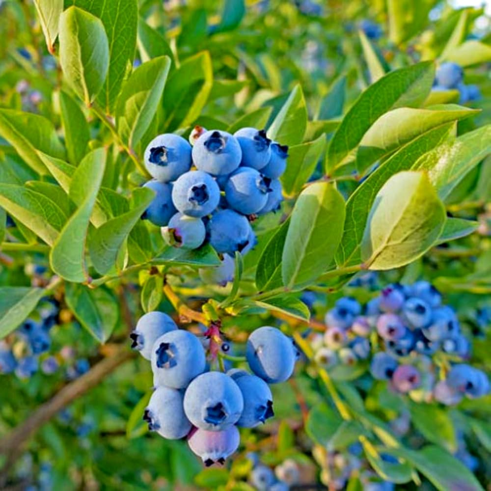Blueberry Fruit Tree