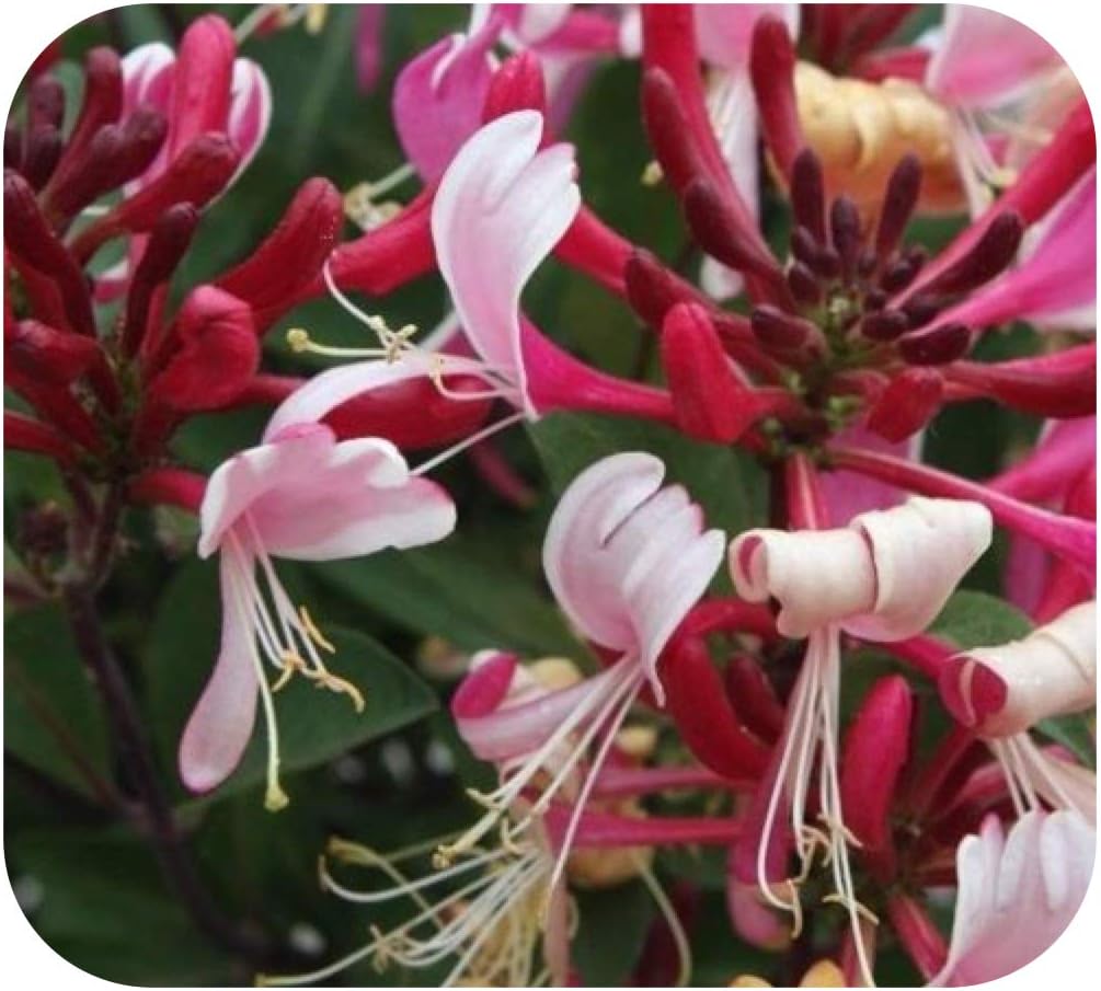 Lonicera Honeysuckle REPENS X 3 Bare Root Plants by Plug Plants Express ...