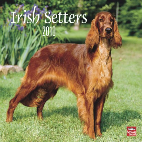 Irish Setters 2010 Square Wall: BrownTrout Publishers Inc ...