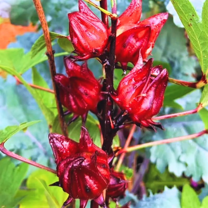 Amazon.com : 1 Red Roselle Hibiscus Plant Live 6-12 Inch Tall, Roselle ...