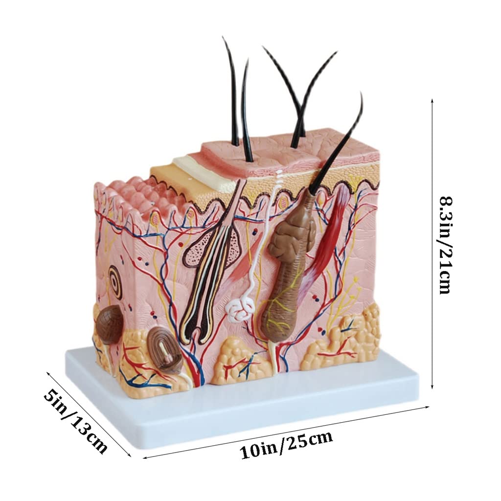 Skin Model, 35x Enlarged Anatomical Skin Model, 3D Skin Layers Anatomy